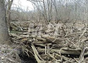 Logjam plan in the works - Marysville Journal Tribune