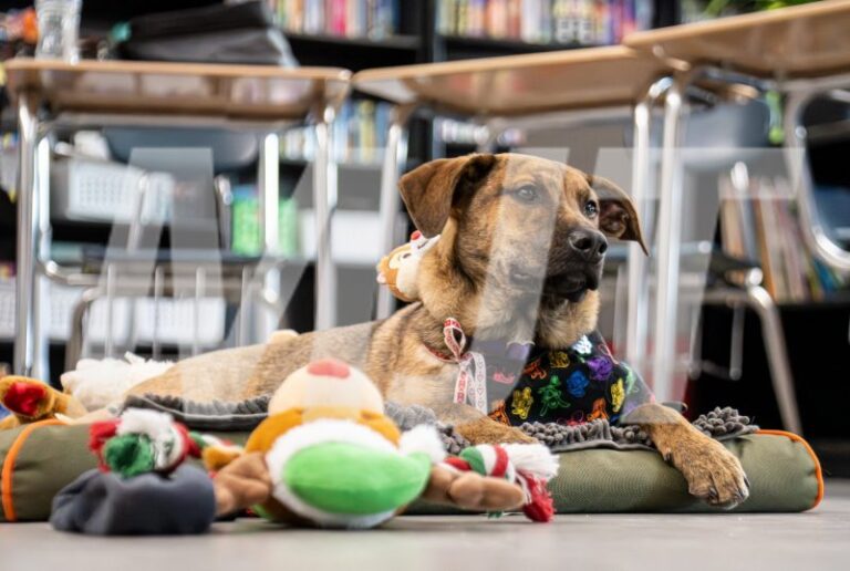 STEVEN THOMAS BANGS - Marysville Journal Tribune