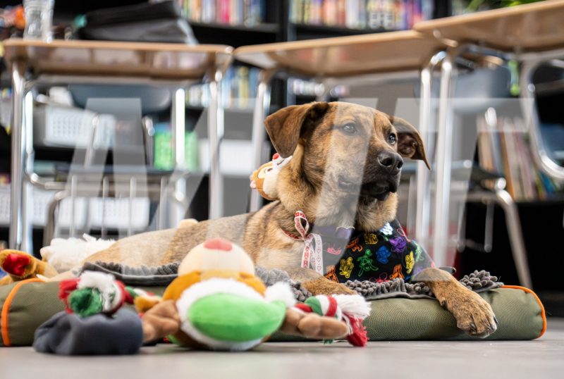 STEVEN THOMAS BANGS - Marysville Journal Tribune